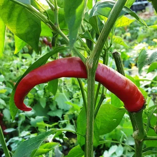 Devil`s Horn Chilli - Allafröer.se
